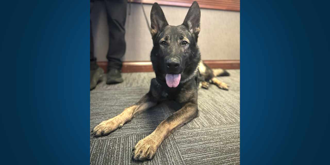 K9 Raider assists in apprehending stolen vehicle suspect in Des Moines ...